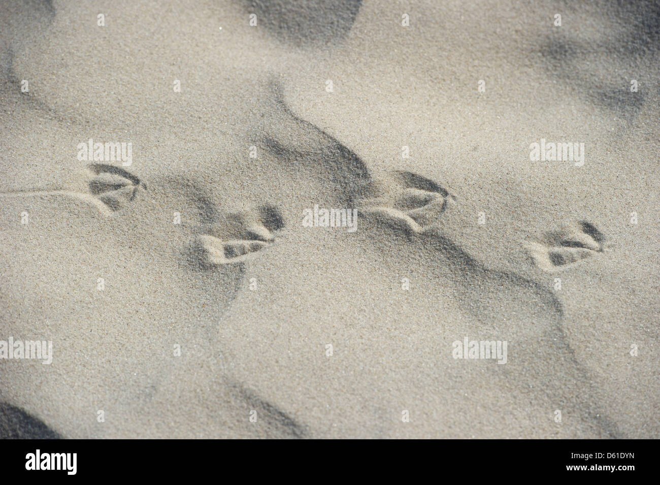Seagull tracks are pictured in the sand on the beach on Usedom Island ...