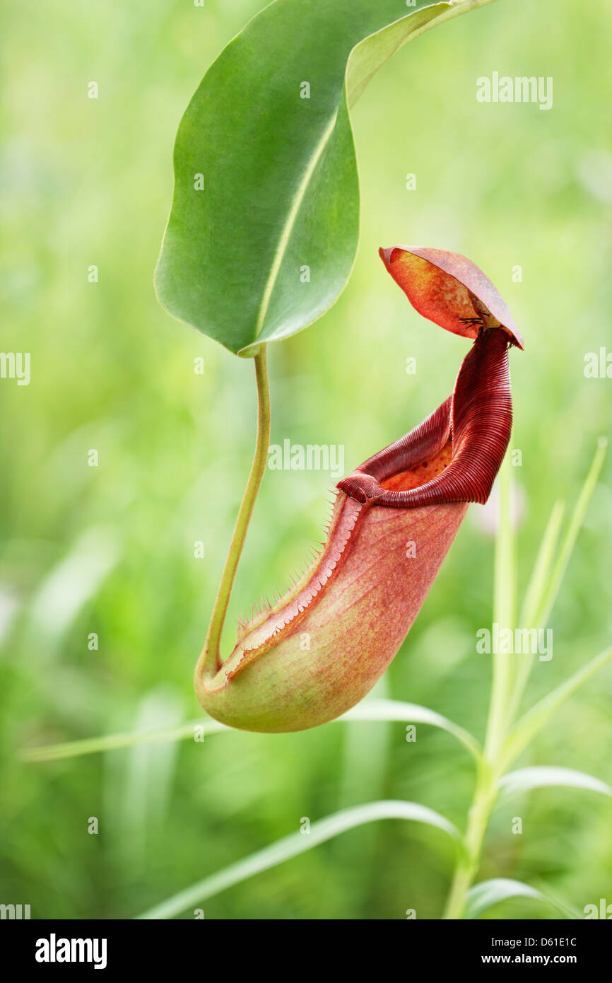 Monkey cup plant hi-res stock photography and images - Alamy