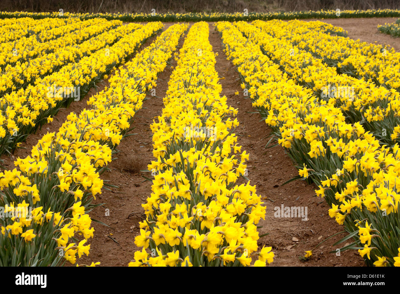 Golden daffodil hi-res stock photography and images - Alamy