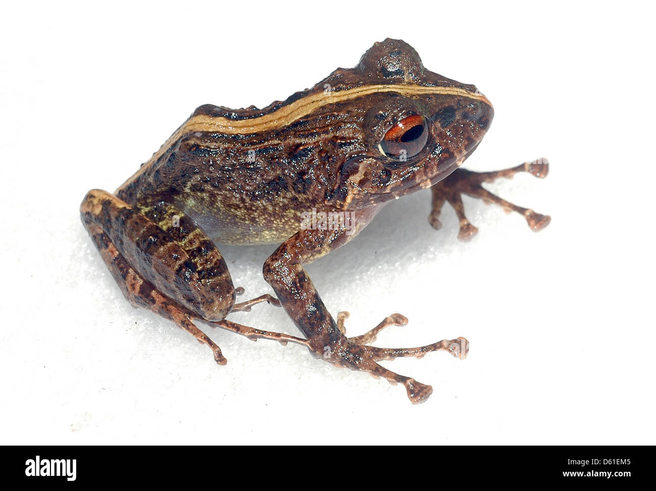 HANDOUT - A handout picture dated 19 April 2012 shows a specimen of two ...