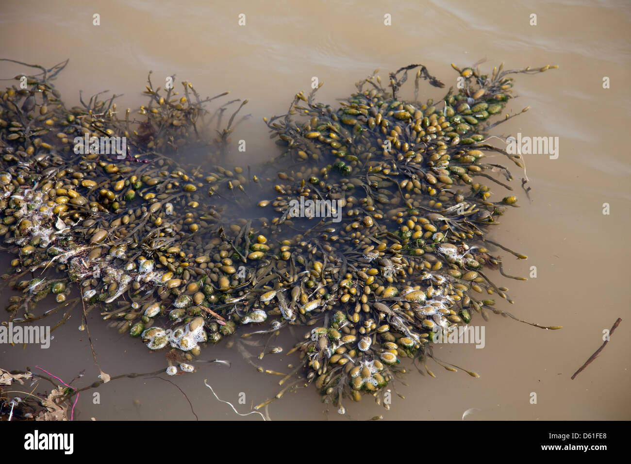 Wreckage floating sea hi-res stock photography and images - Alamy