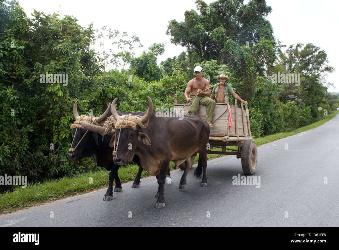 Cordillera de guaniguanico oxen drawn hi-res stock photography and ...