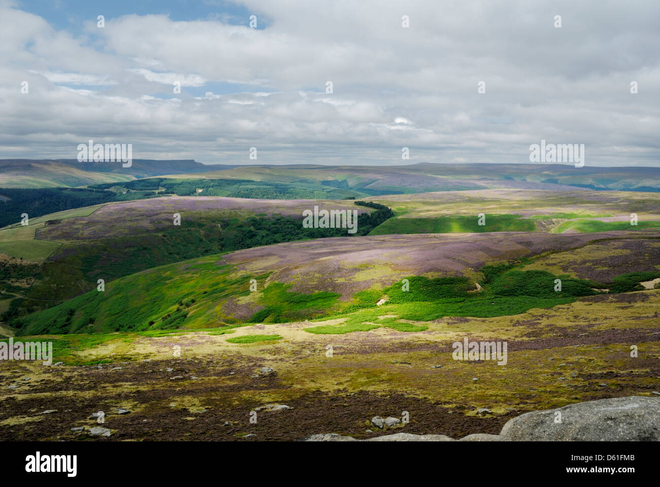 Pike low, site of Mesolithic burial mound.Purple heather in bloom over ...