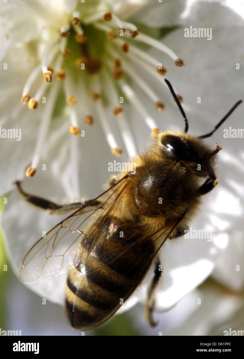 Roland Rudolf High Resolution Stock Photography and Images - Alamy