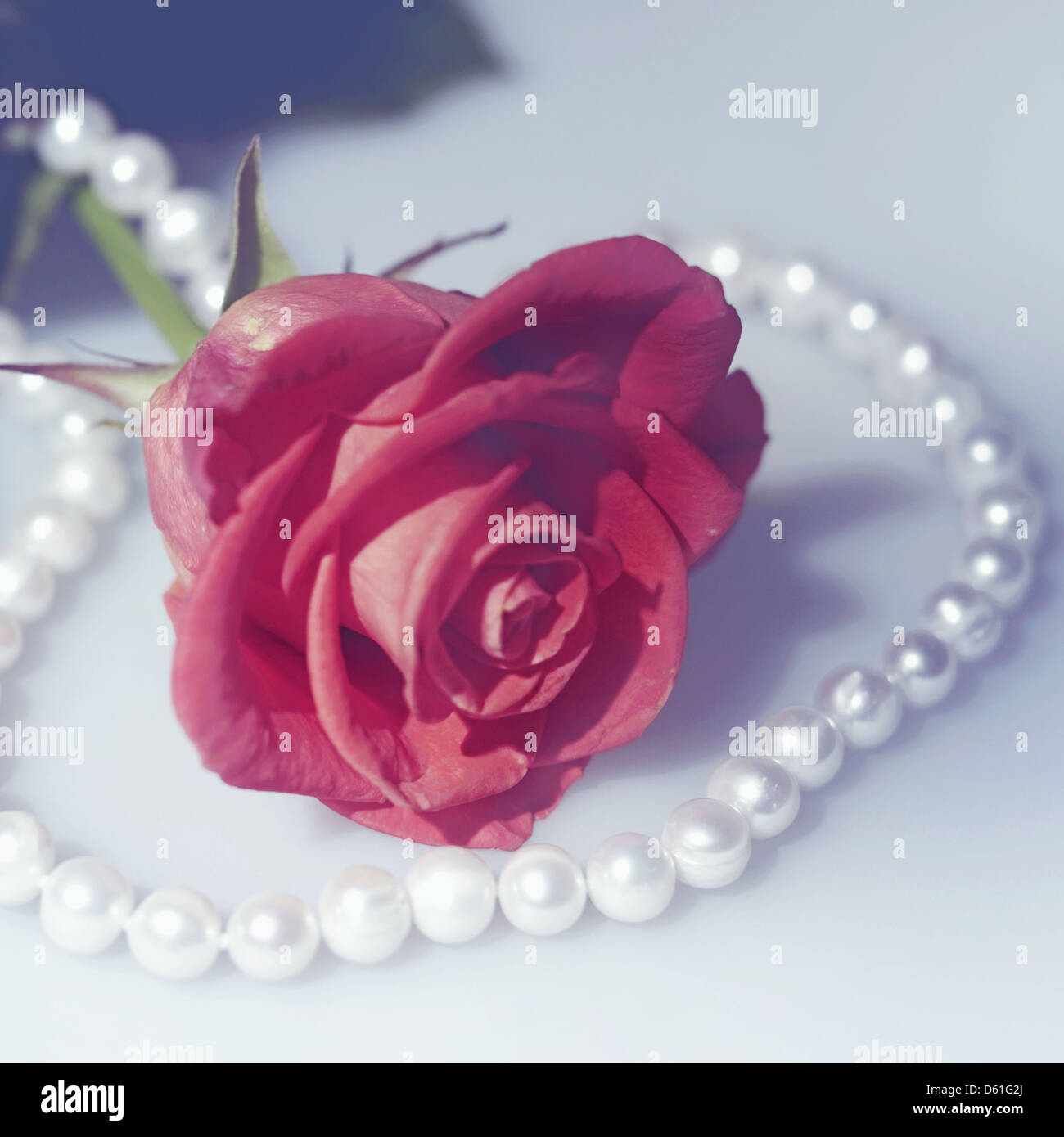 Cold Rose, Abstract wedding backgrounds Stock Photo - Alamy