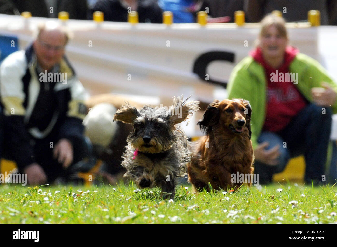 Dachshund Race High Resolution Stock Photography and Images - Alamy