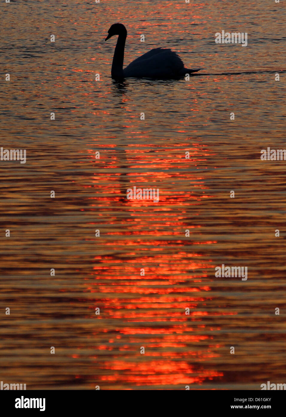 A swan swims on the Baltic Sea during sunrise in Warnemuende, Germany ...