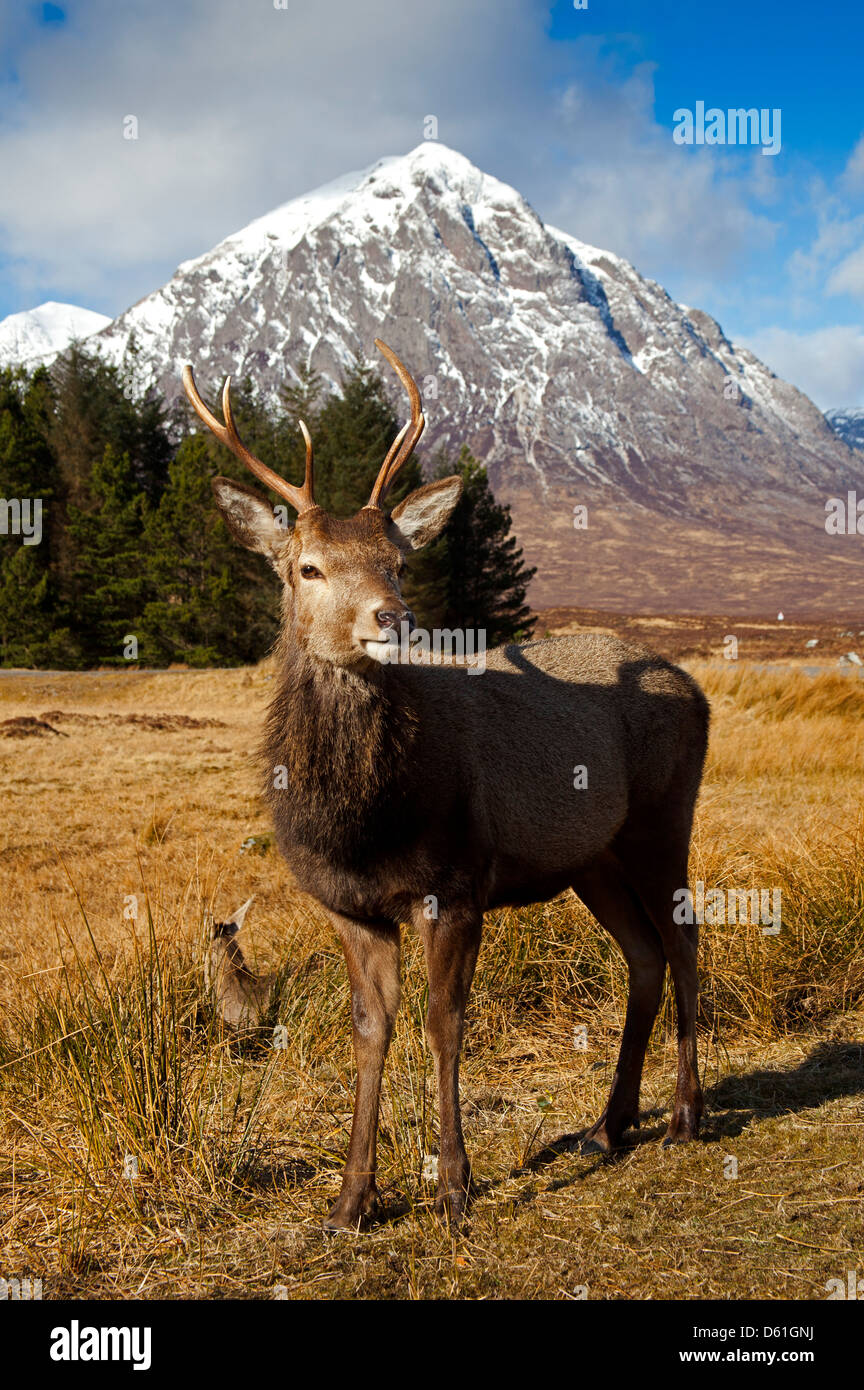 Red stag scotland hi-res stock photography and images - Alamy