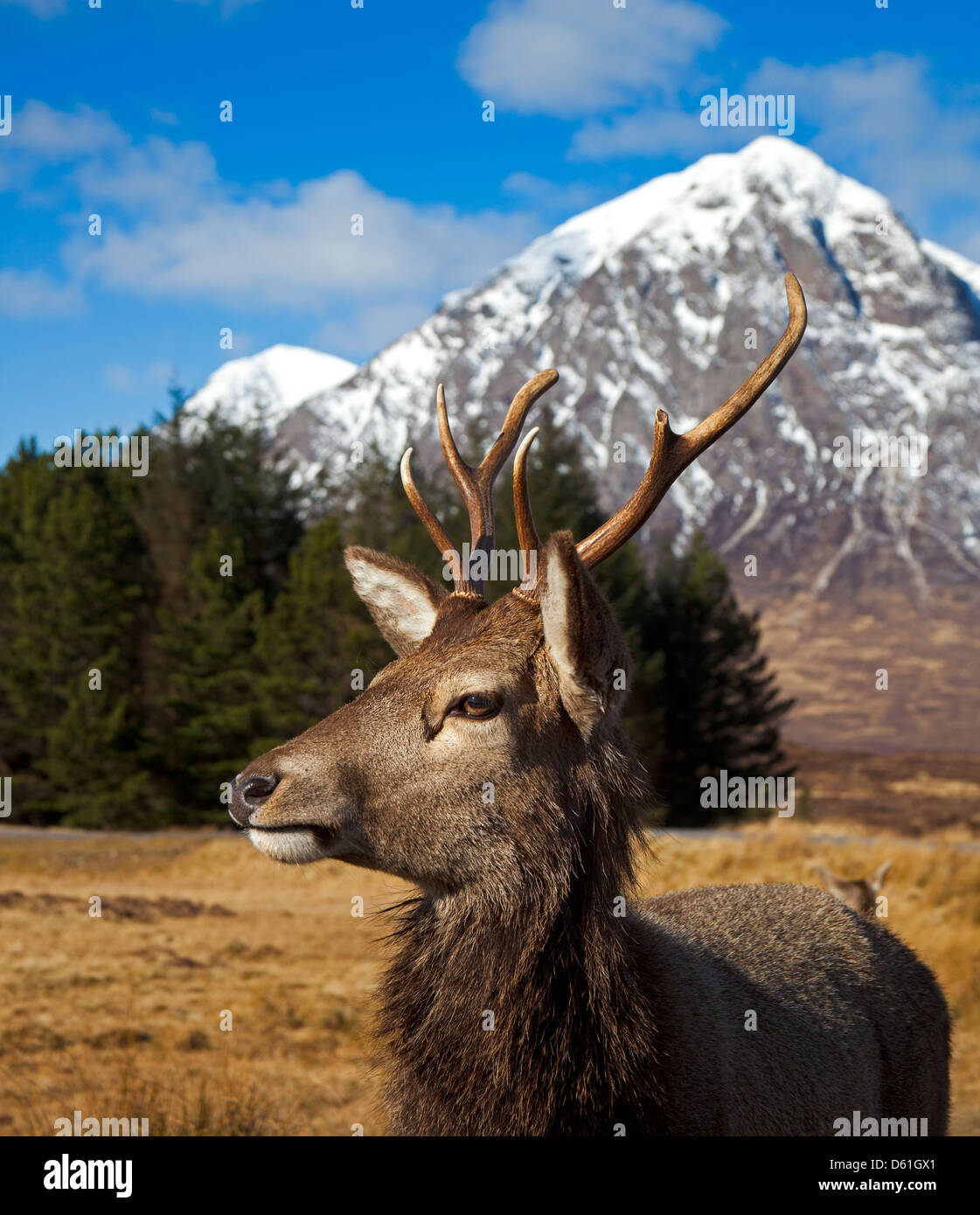 Young Red Deer Stag, Scottish Highlands Stock Photo - Alamy