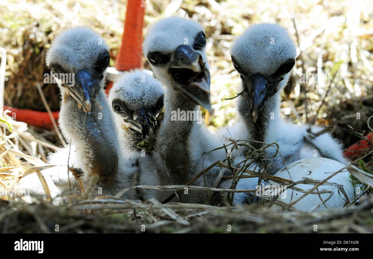 Baby storks at Wildpark in Eekholt, Germany, 23 April 2012. Photo ...