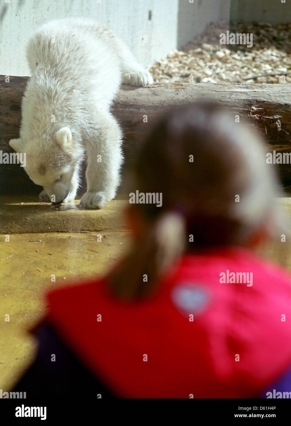 The polar bear cub Anori draws crowds at the Zoo in Wuppertal, Germany ...