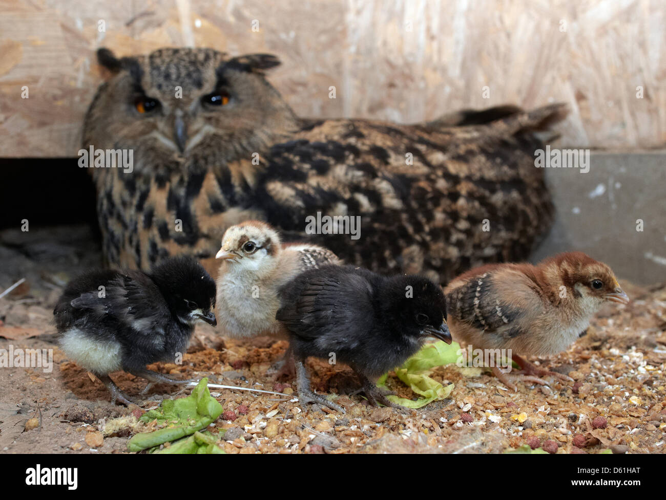Chicks walk in the enclosure of "Floh" the owl at the birds of prey ...