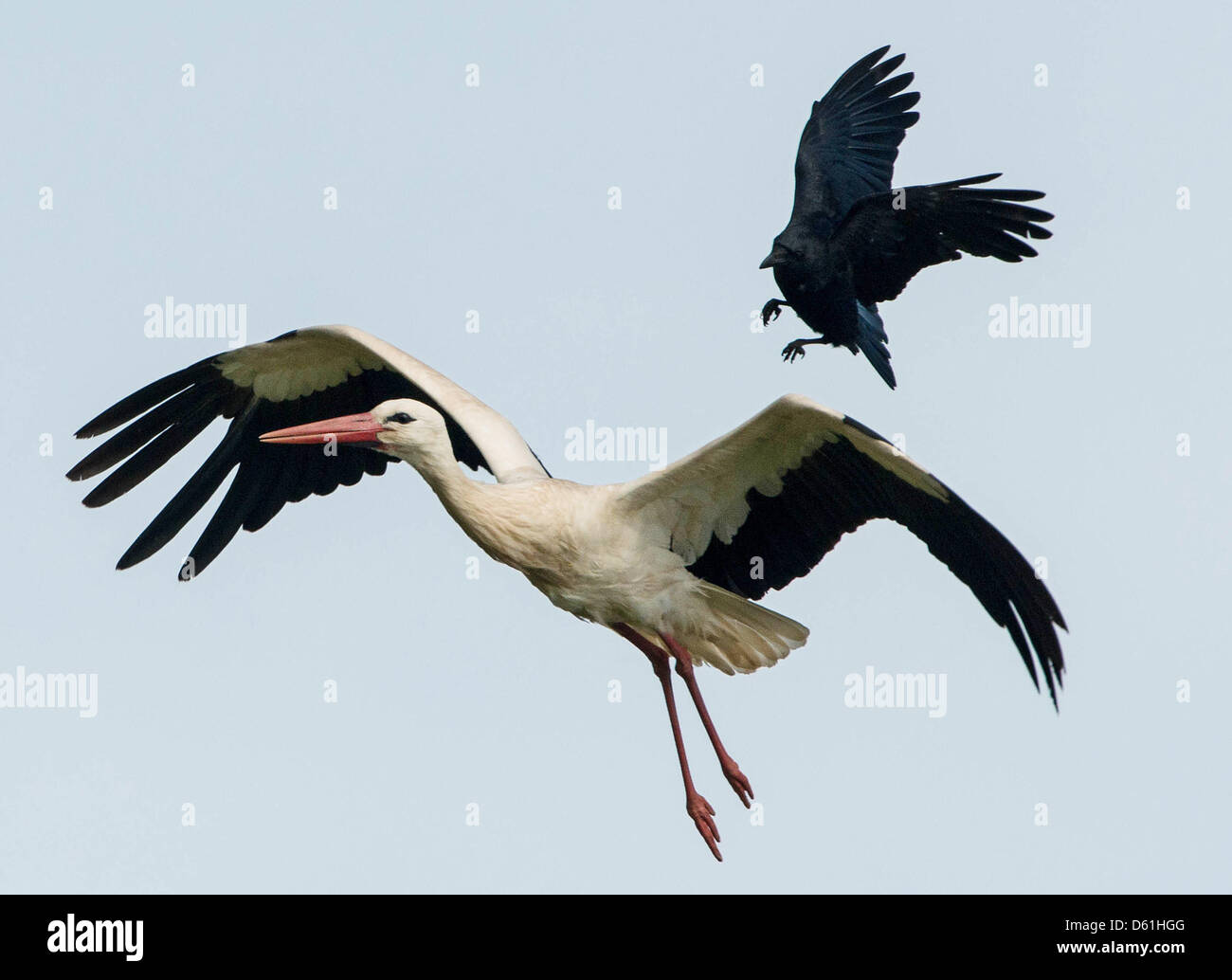 A White Stork is attacked in flight by a crow near Biebesheim Am Rhein ...