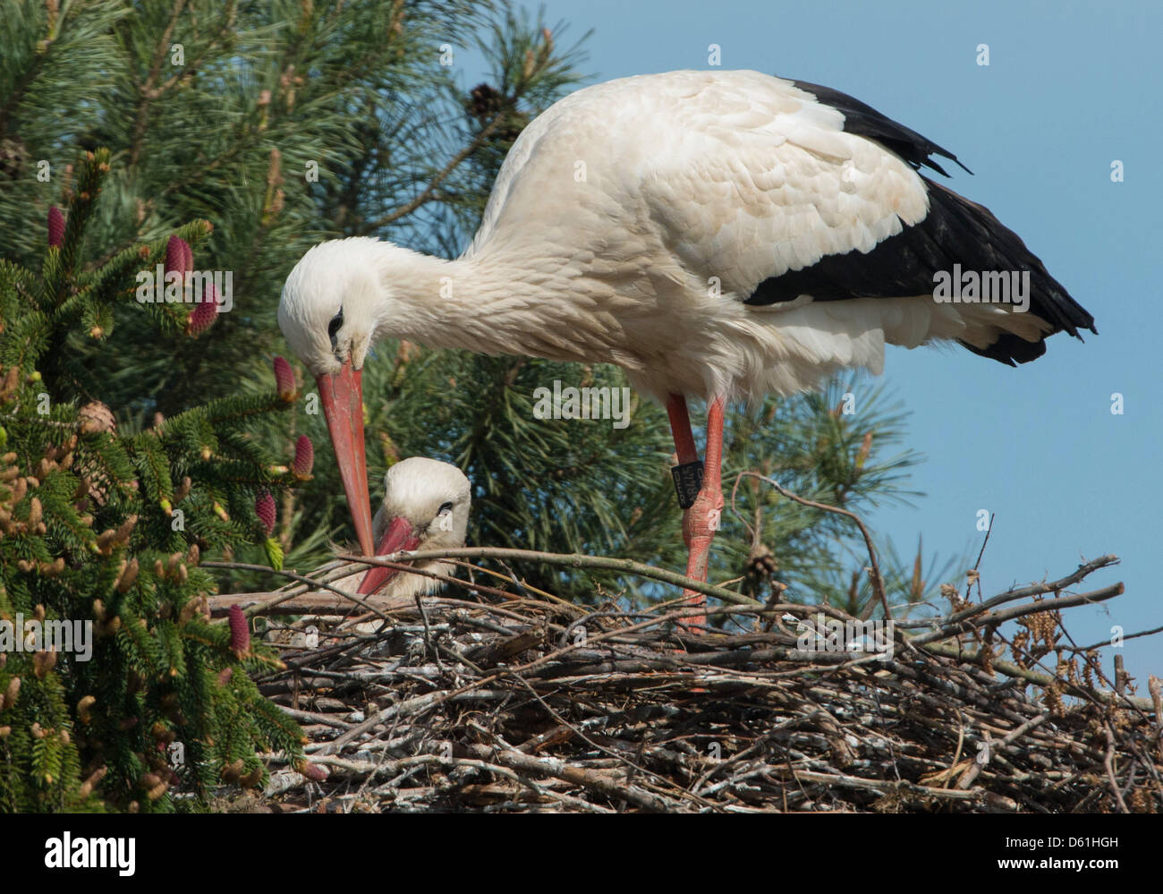 A White Stork couple is pictured in their nest near Biebesheim Am Rhein ...