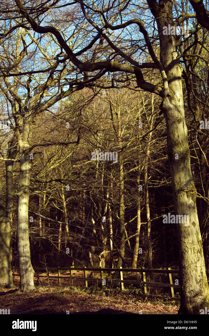 cold winter,in the forest Stock Photo - Alamy