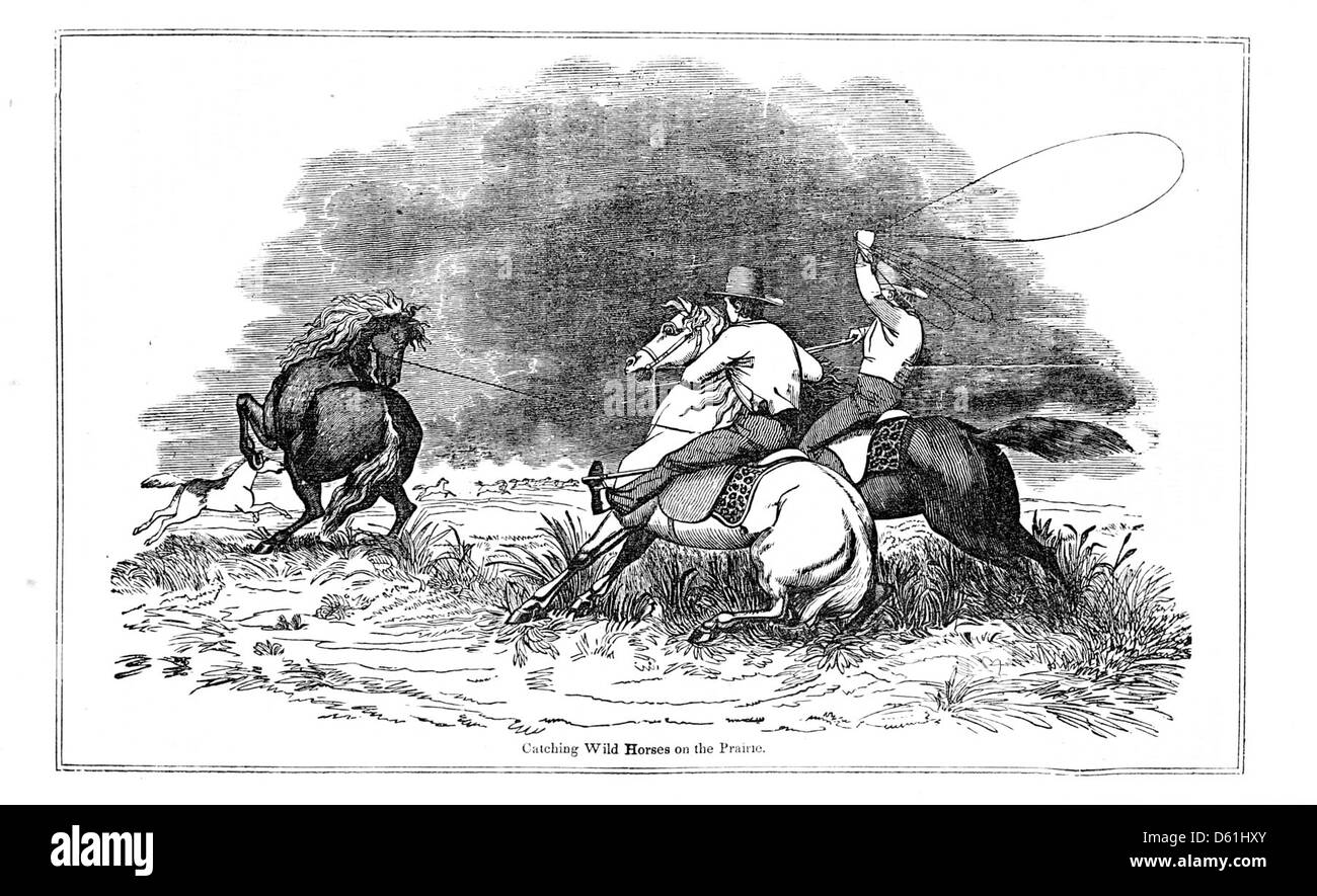 This 1860 image shows the act of catching wild horses on the Texas ...