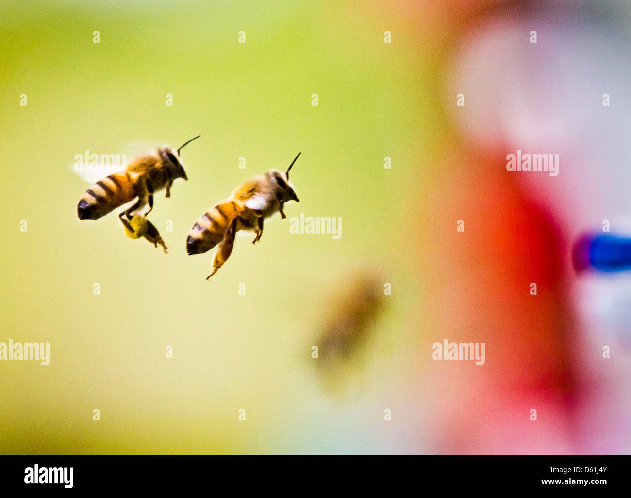 Caring for bees hi-res stock photography and images - Alamy