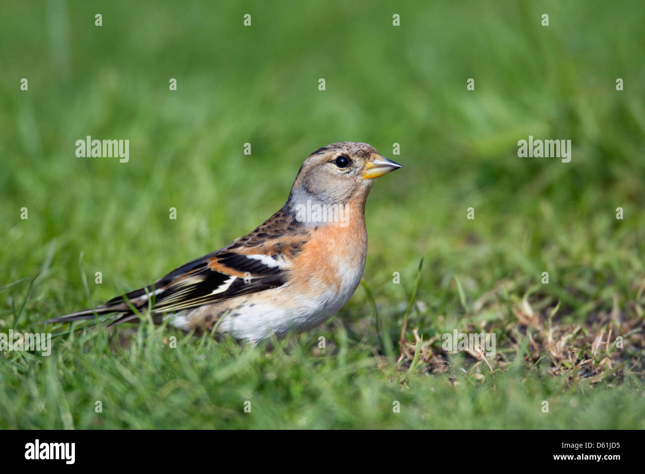 Brambling; Fringilla montifringilla; female; Cornwall; UK Stock Photo ...