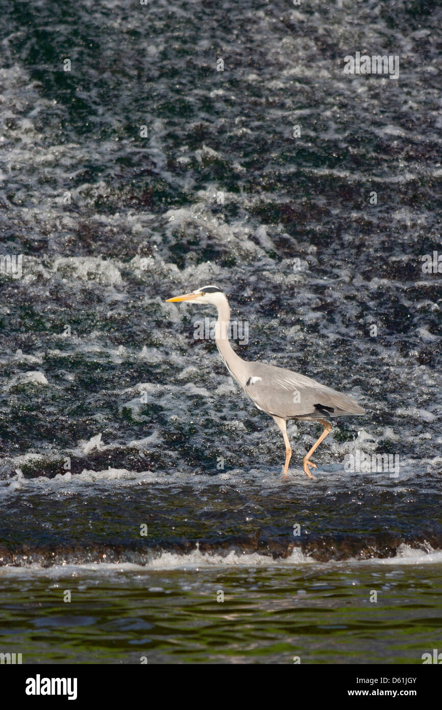 Diglis weir hi-res stock photography and images - Alamy