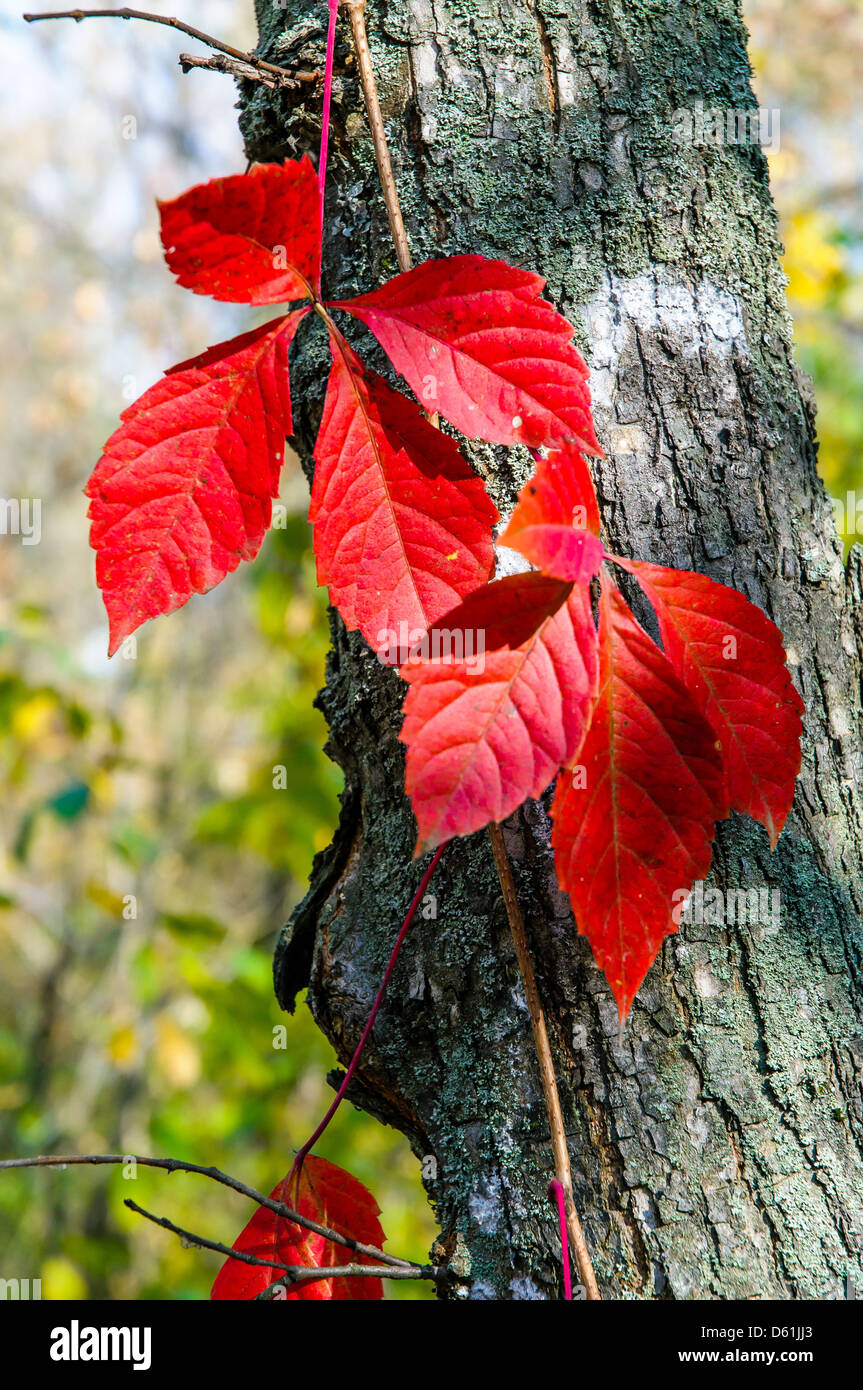 Tree trunk and red leaves hi-res stock photography and images - Alamy