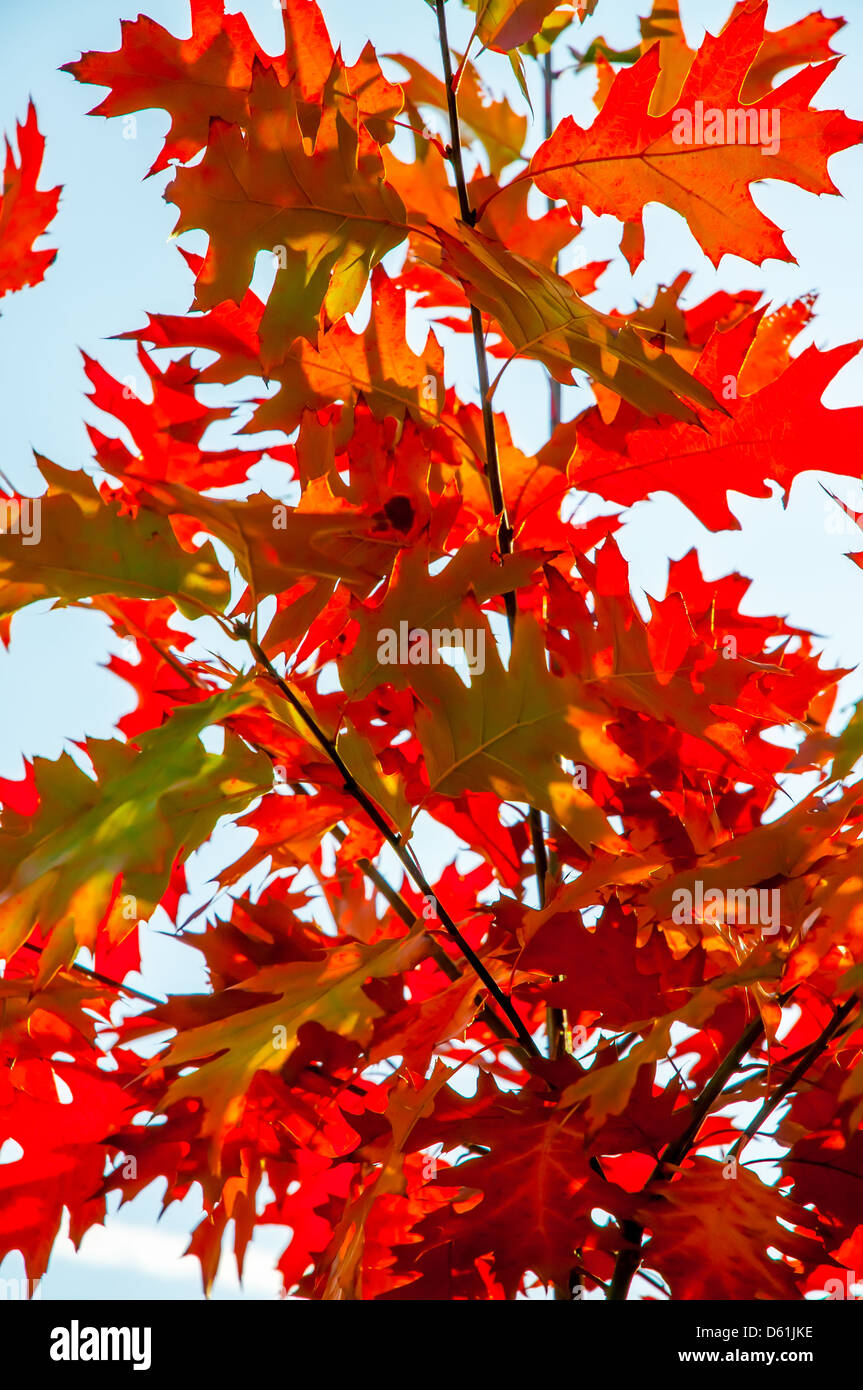 Red leaves during fall season hi-res stock photography and images - Alamy