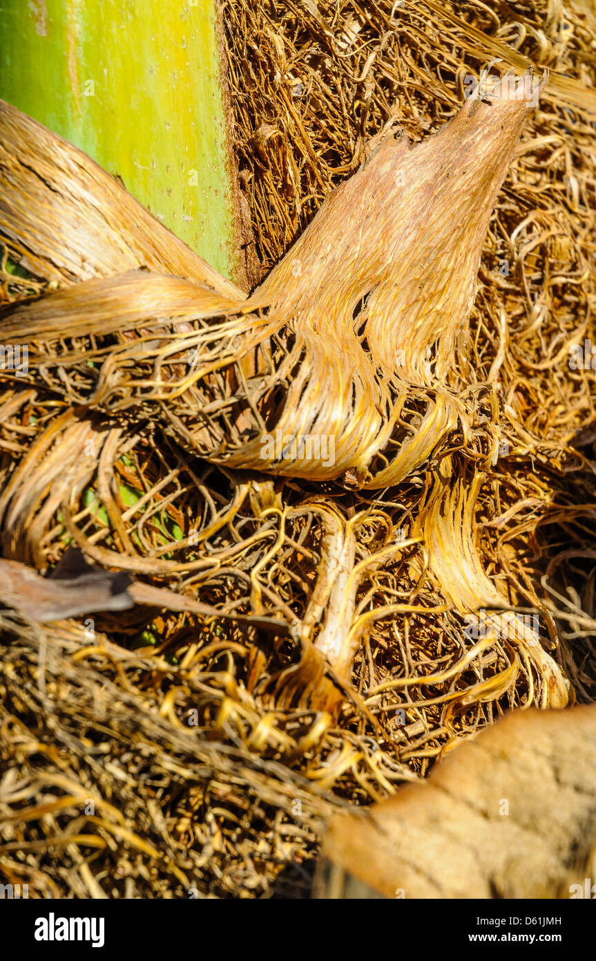 Detail of the texture of an exotic tropical palm tree Stock Photo - Alamy