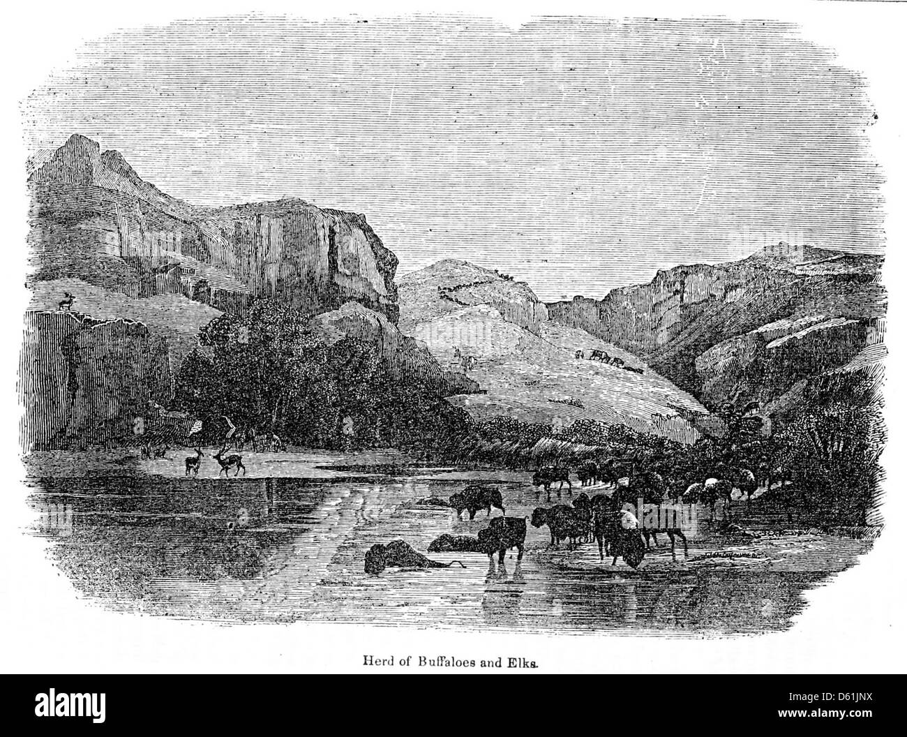 Pictorial wildlife Black and White Stock Photos & Images - Alamy