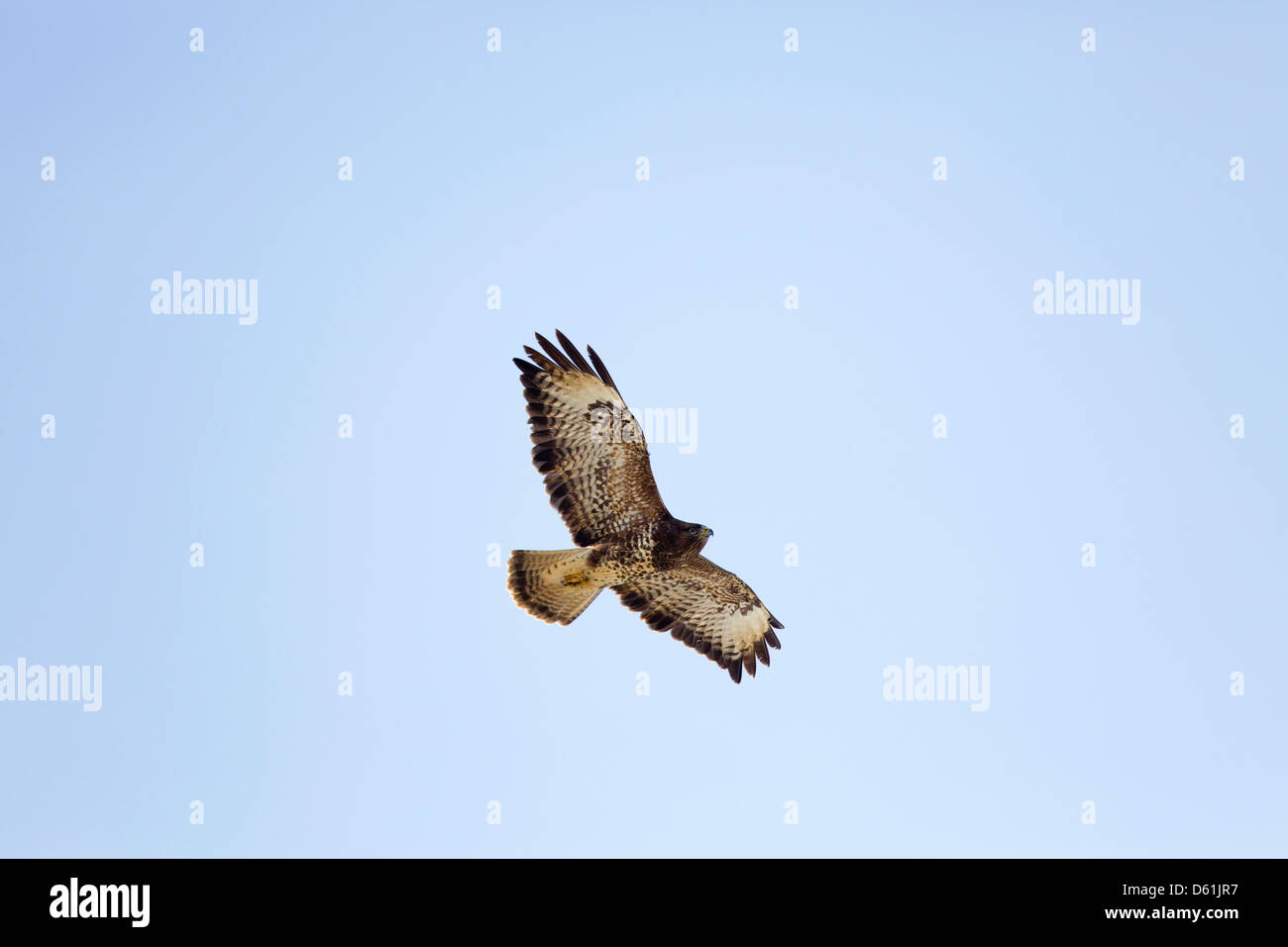 Buzzard uk hi-res stock photography and images - Alamy