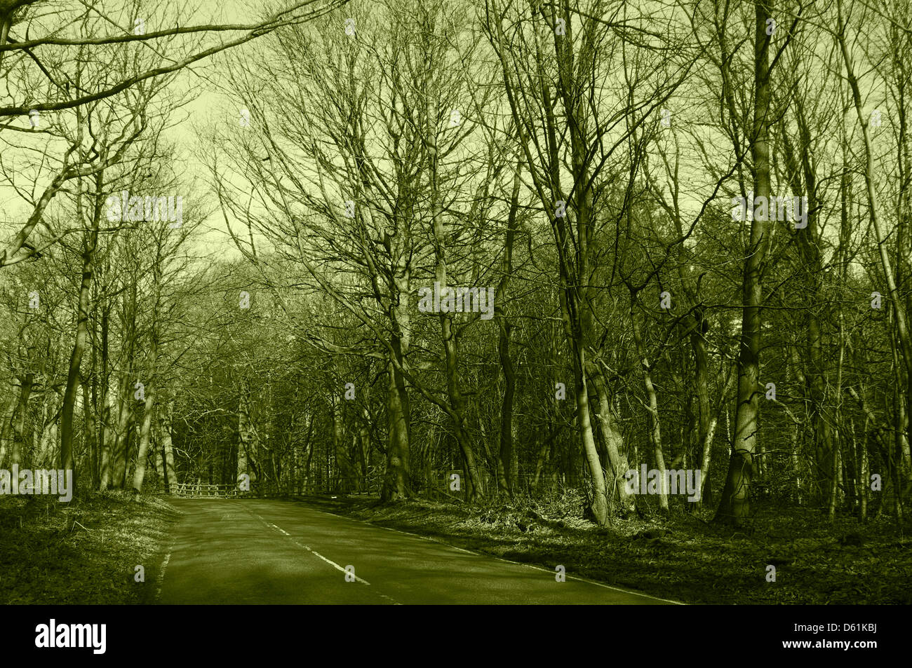 Rural yorkshire woods hi-res stock photography and images - Alamy