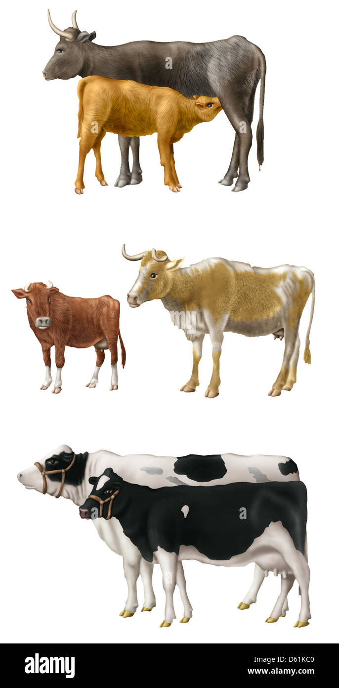 Cow evolution Cut Out Stock Images & Pictures - Alamy
