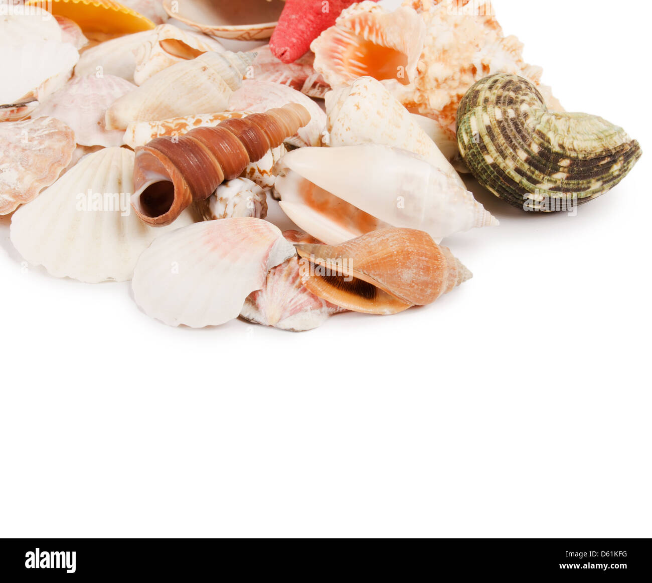 Sea shell isolated on a white background Stock Photo - Alamy
