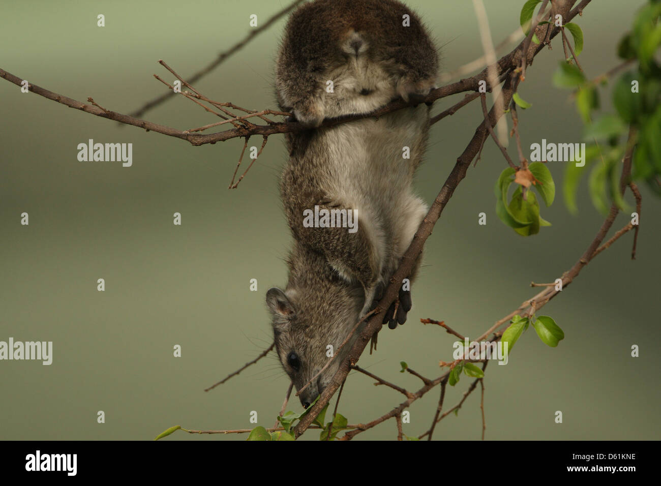 Hyrax teeth hi-res stock photography and images - Alamy