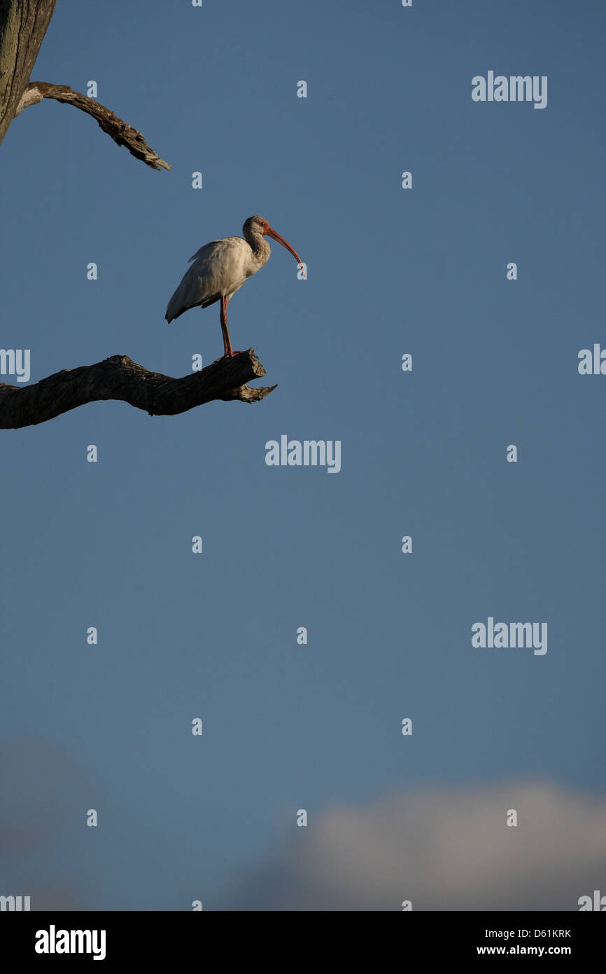 Small ibises hi-res stock photography and images - Alamy