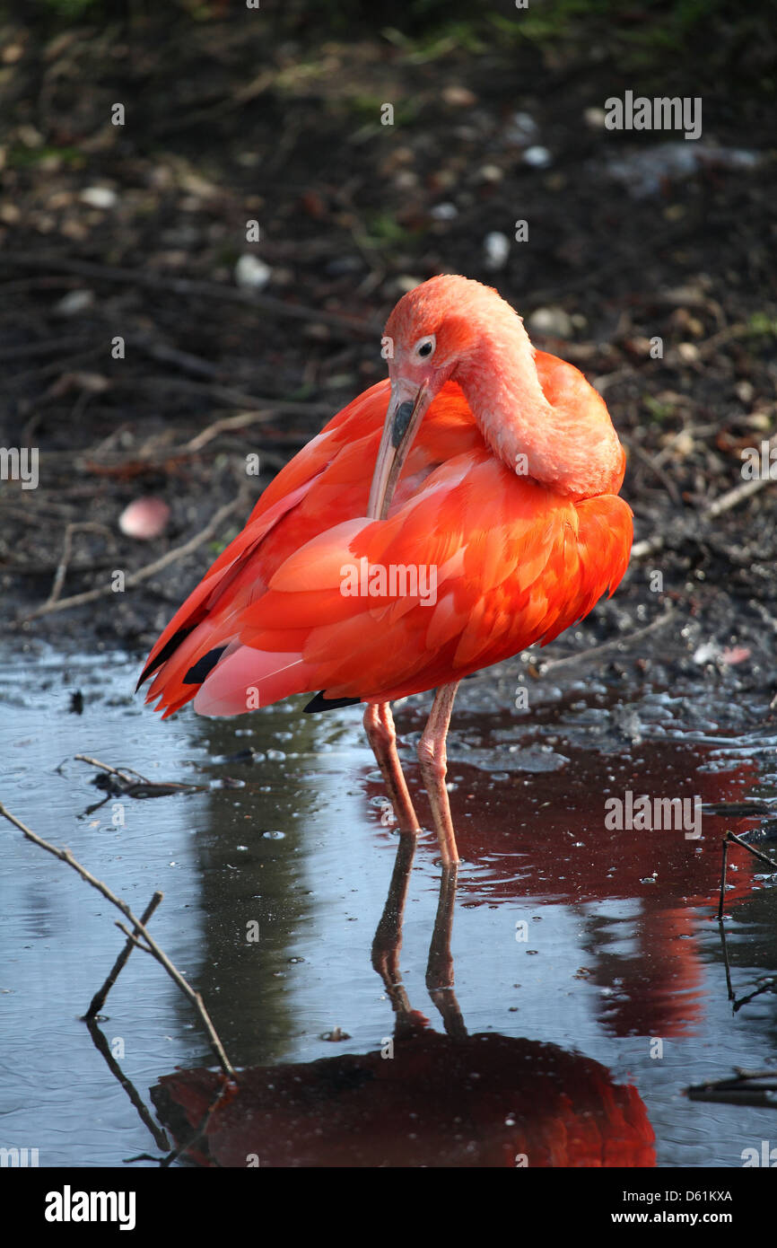 Ibises and spoonbills hi-res stock photography and images - Alamy