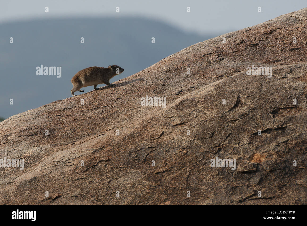 Hyrax teeth hi-res stock photography and images - Alamy