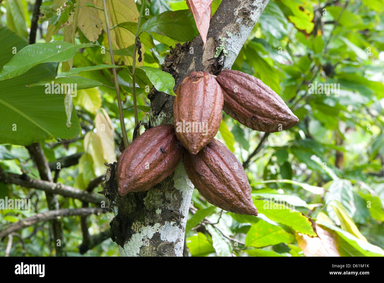 Baracoa: cocoa pods Stock Photo - Alamy