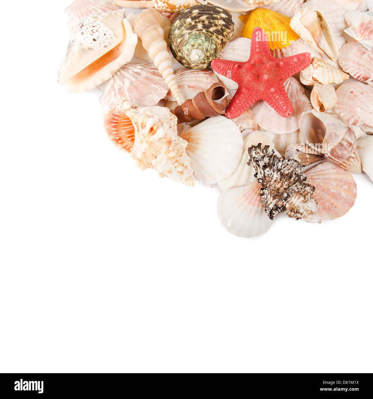 Sea shell isolated on a white Stock Photo - Alamy