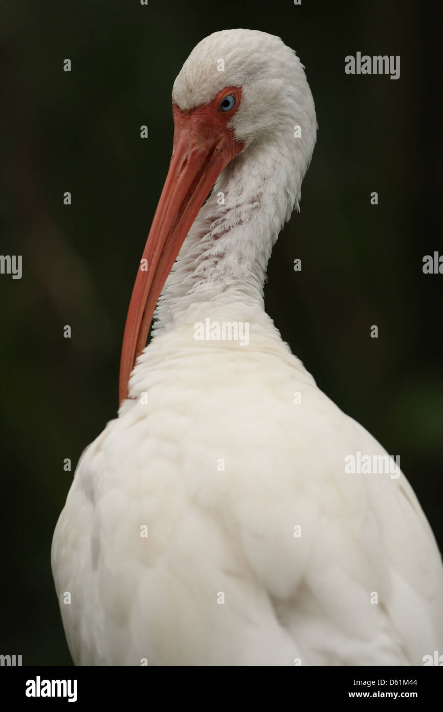 Small ibises hi-res stock photography and images - Alamy