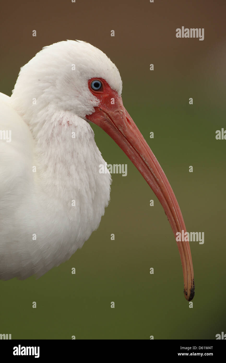 Ibises feeding hi-res stock photography and images - Alamy
