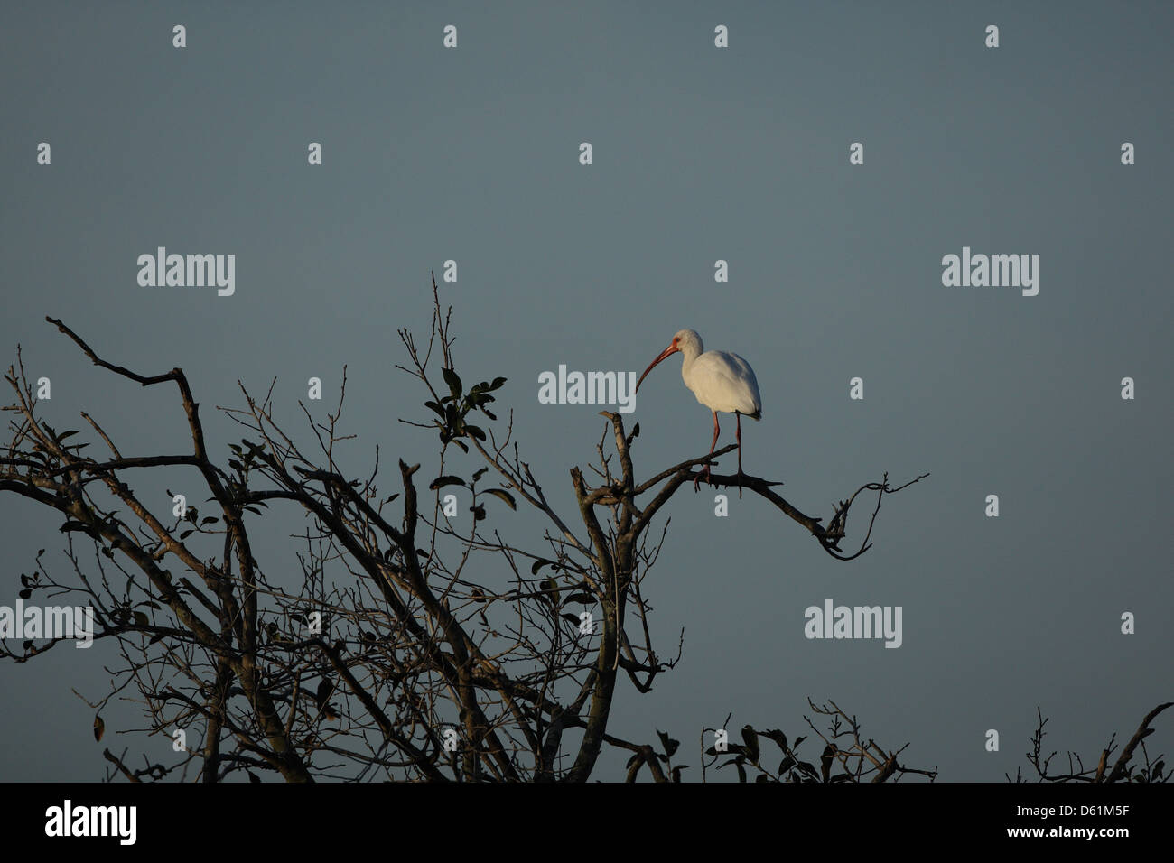 Small ibises hi-res stock photography and images - Alamy