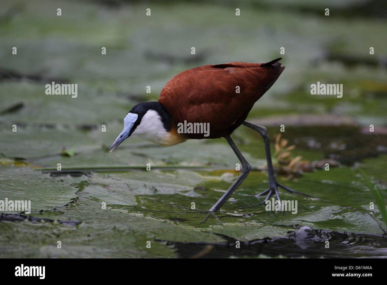Lake panic bird hide hi-res stock photography and images - Alamy