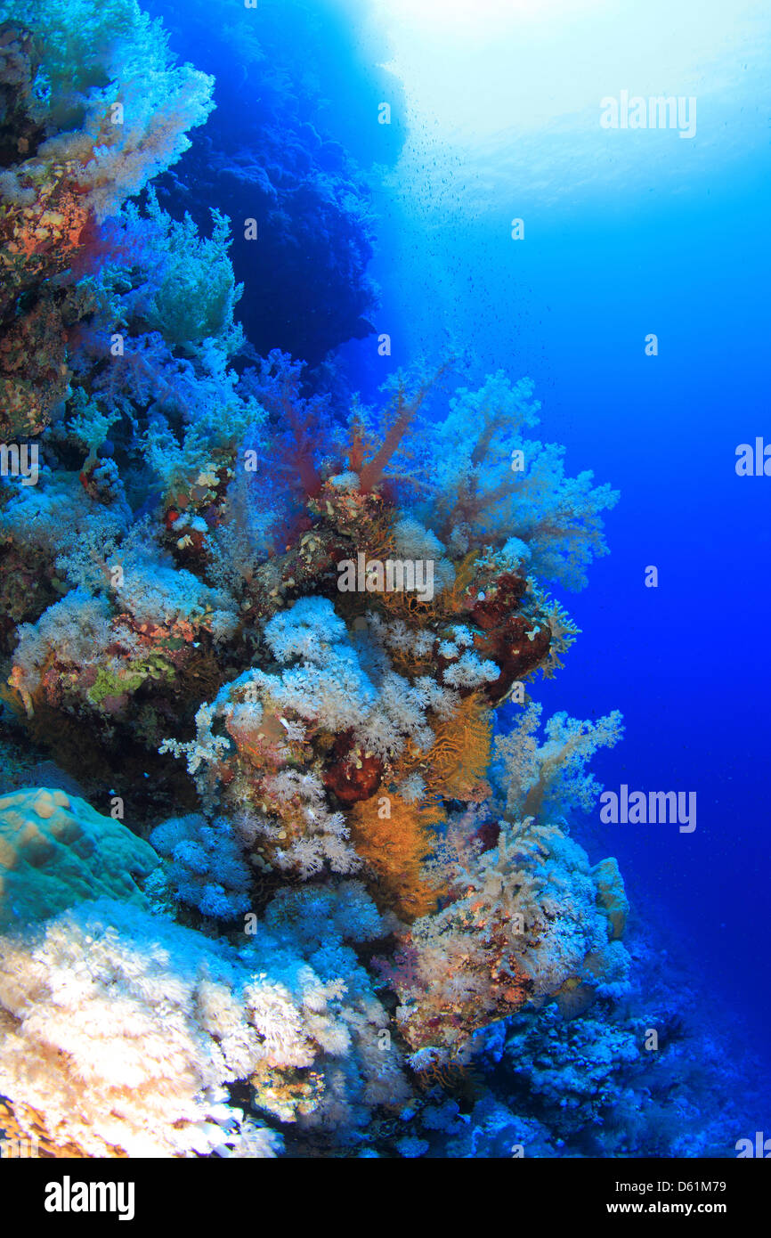 Marine Life in the Red Sea Stock Photo - Alamy
