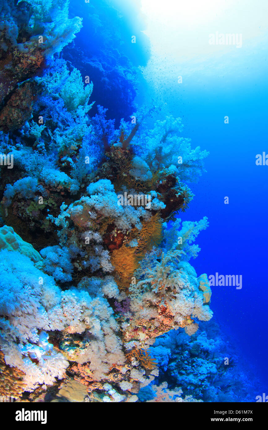 Marine Life in the Red Sea Stock Photo - Alamy