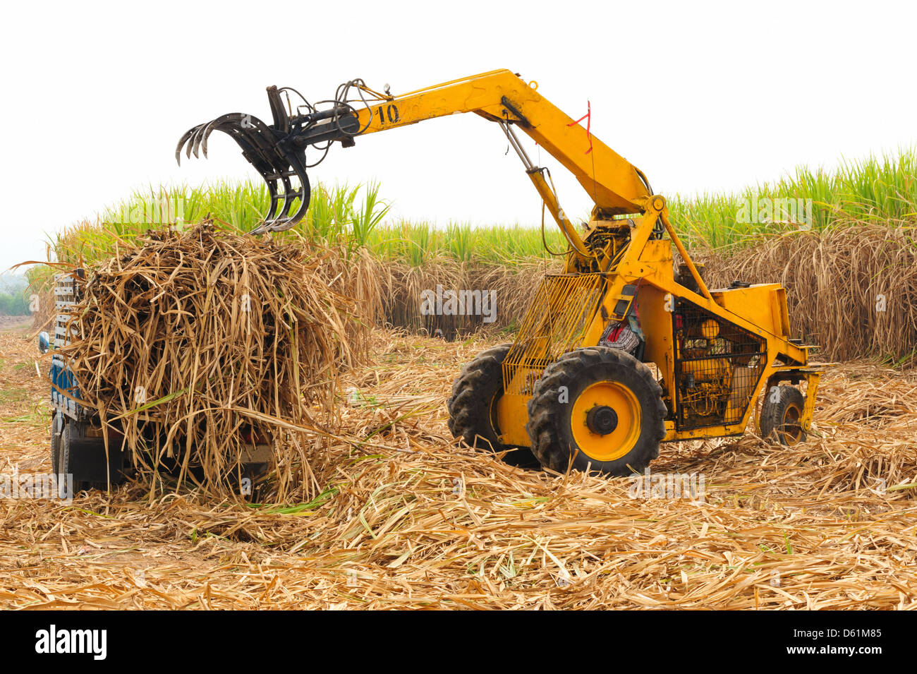 Harvest sugarcane in Thailand Stock Photo - Alamy