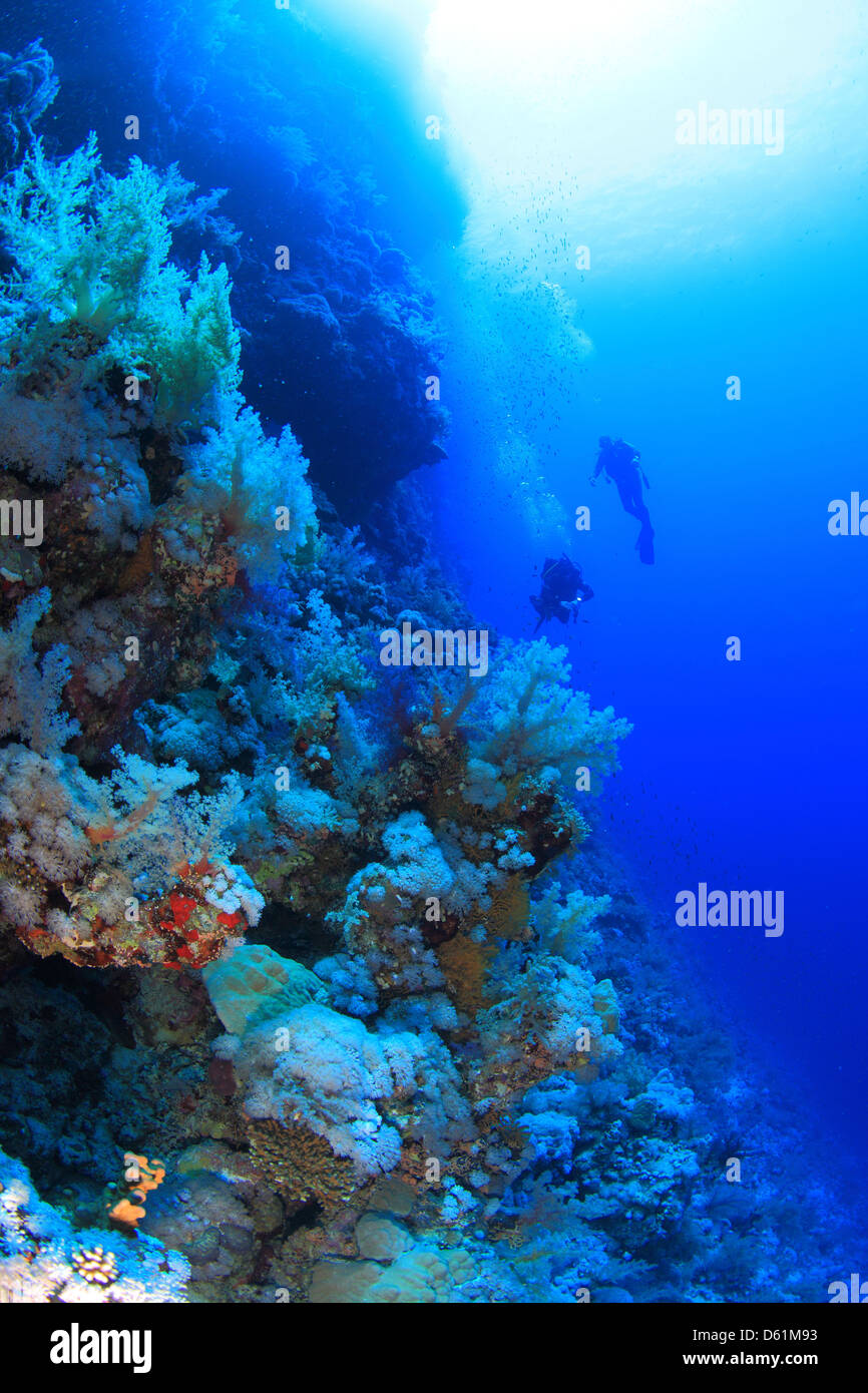 Marine Life in the Red Sea Stock Photo - Alamy