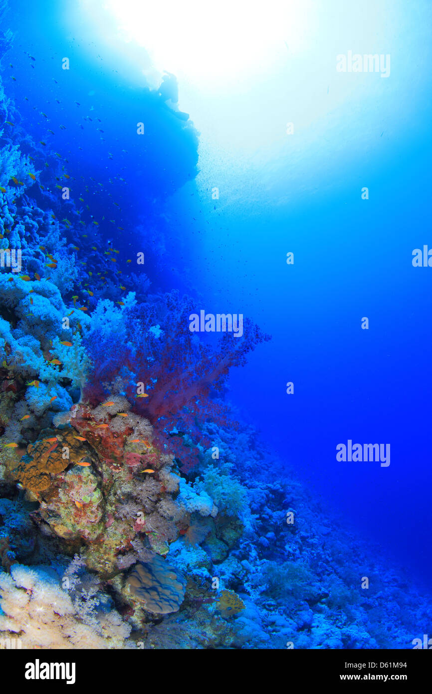 Marine Life in the Red Sea Stock Photo - Alamy