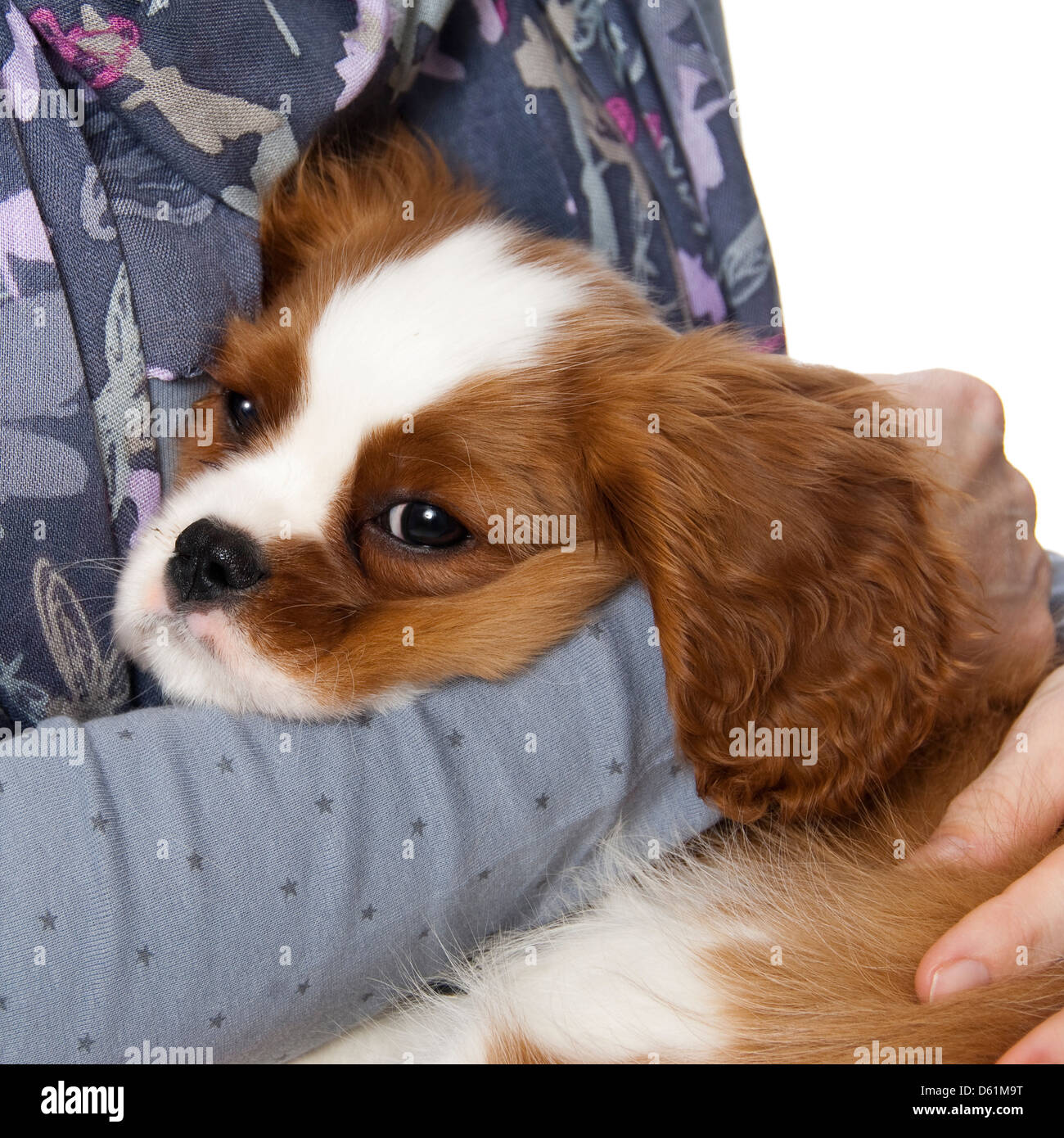 Woman sitting on mans lap hi-res stock photography and images - Alamy