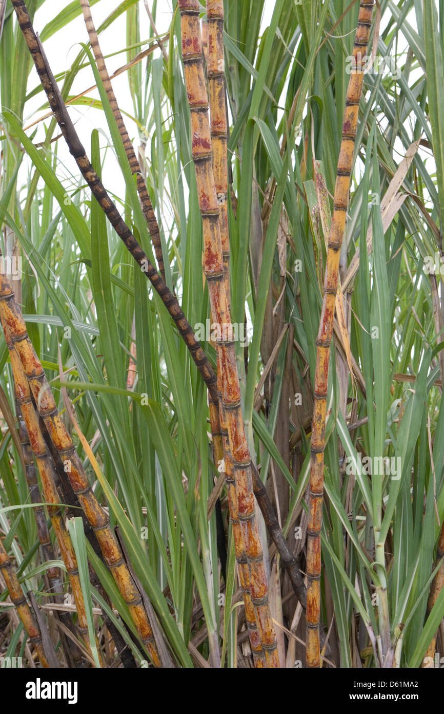 Sugar cane harvest cuba hi-res stock photography and images - Alamy