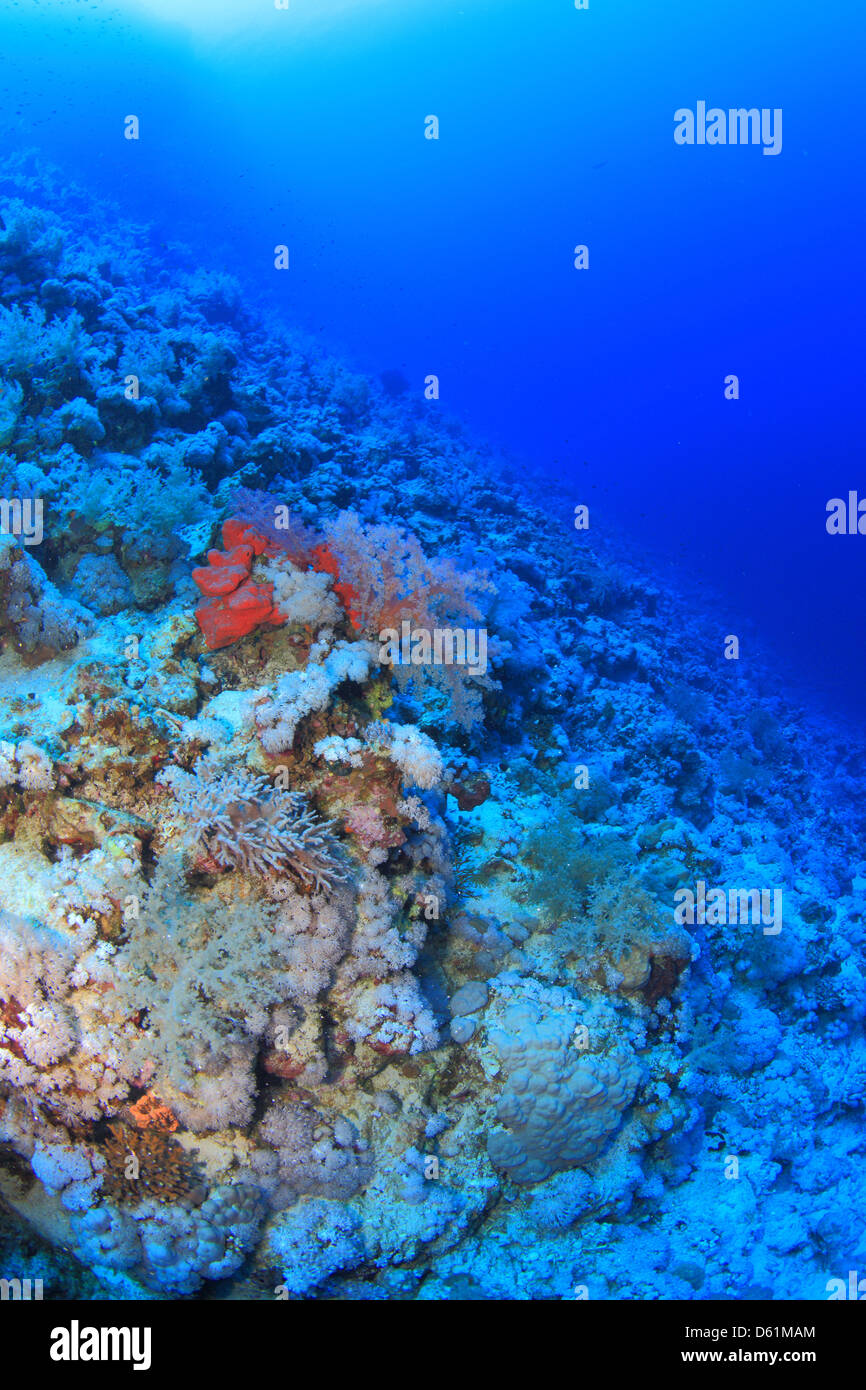 Marine Life in the Red Sea Stock Photo - Alamy