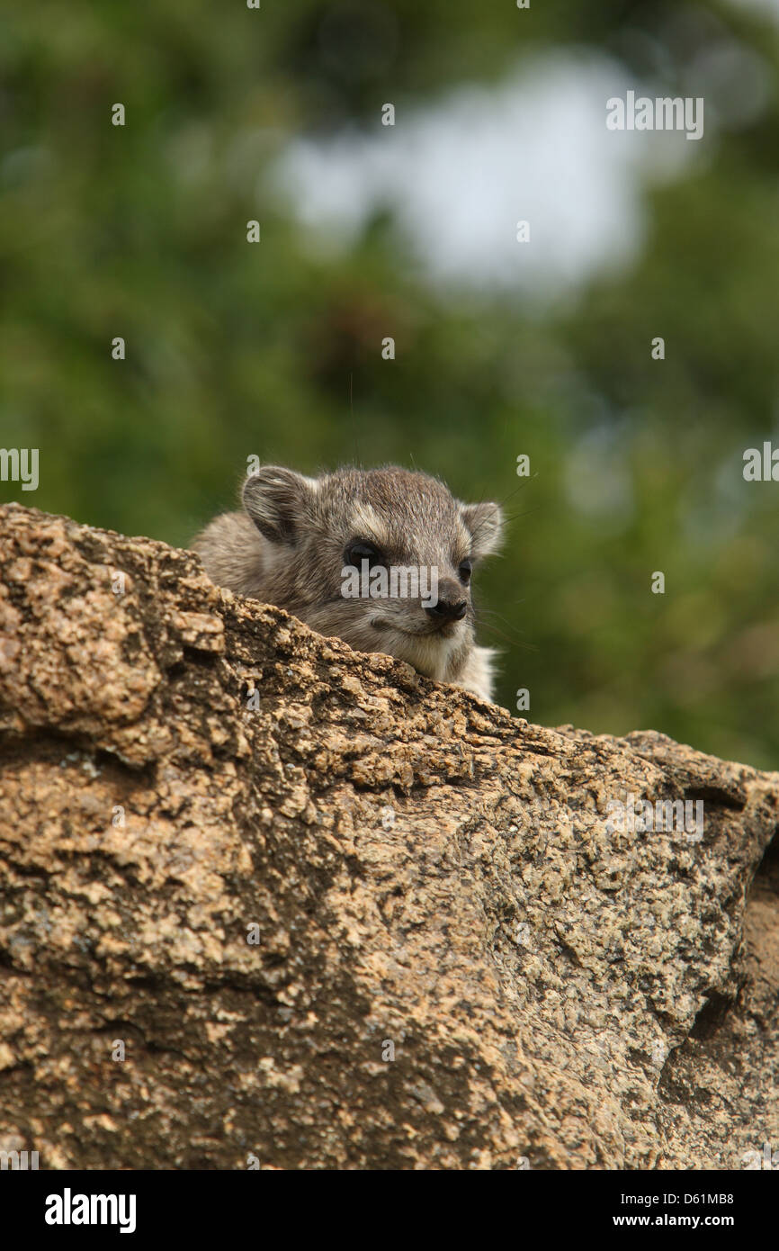 Hyrax teeth hi-res stock photography and images - Alamy